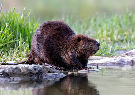 Spot de bever vanaf het kijkscherm | Prolander